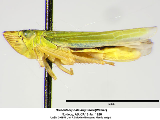 UASM391851 - Draeculacephala angulifera - University of Alberta Museums ...