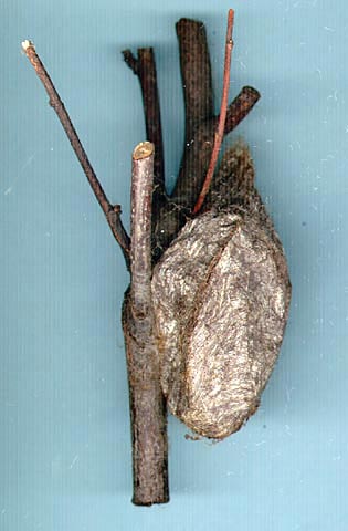 Hyalophora euryalus - University of Alberta Museums Search Site