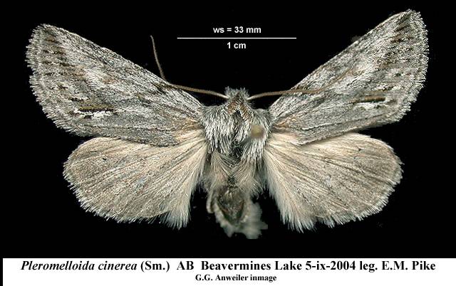 Pleromelloida cinerea - University of Alberta Museums Search Site