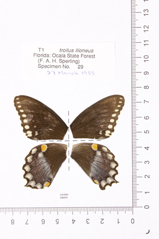 UASM398087 - Papilio troilus ilioneus - University of Alberta Museums ...
