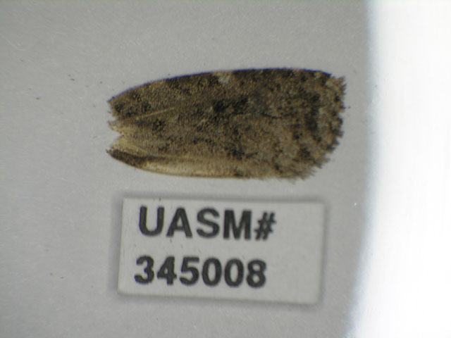 UASM345008 - Choristoneura fumiferana - University of Alberta Museums ...