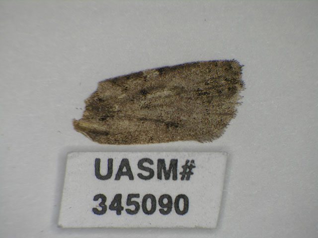 UASM345090 - Choristoneura fumiferana - University of Alberta Museums ...