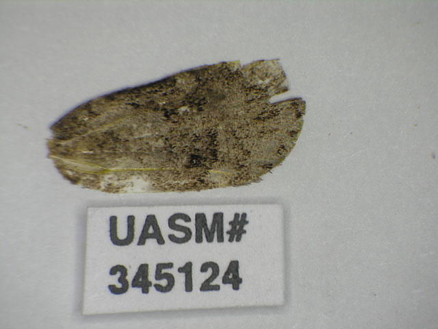 UASM345124 - Choristoneura occidentalis - University of Alberta Museums ...