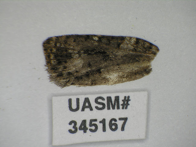 UASM345167 - Choristoneura fumiferana - University of Alberta Museums ...