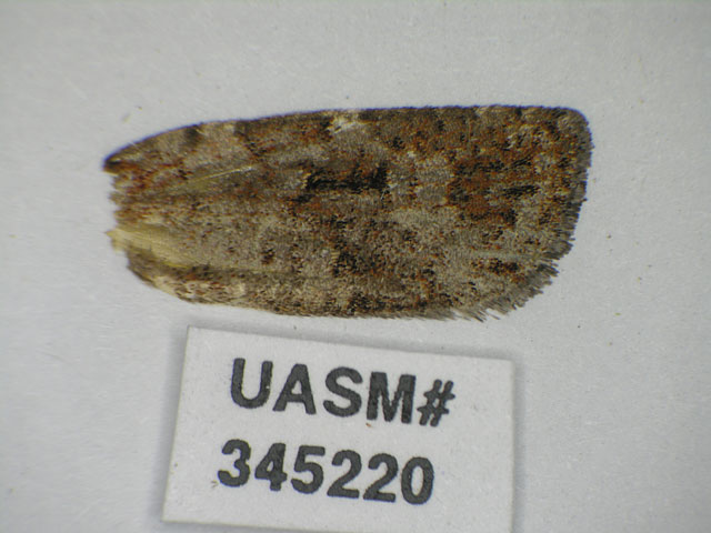 UASM345220 - Choristoneura occidentalis - University of Alberta Museums ...