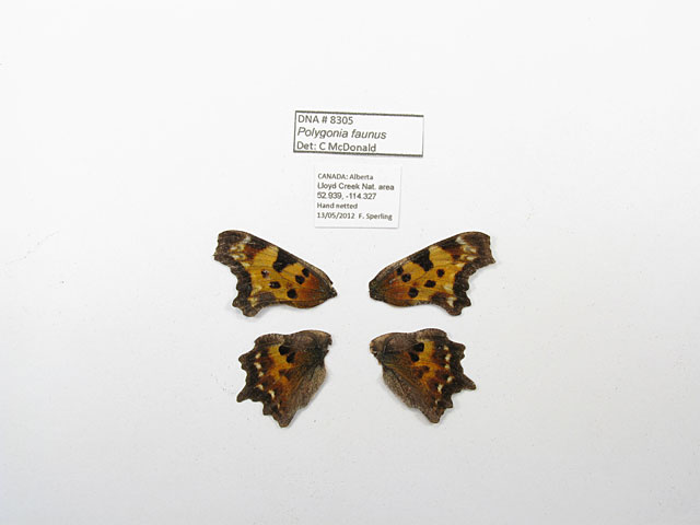 Journal Article - Genomics-informed species delimitation to support ...