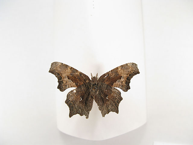 Journal Article - Genomics-informed species delimitation to support ...