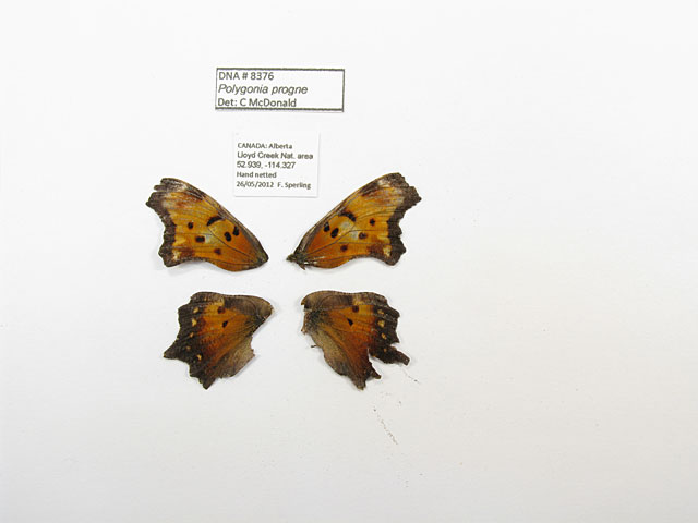 Journal Article - Genomics-informed species delimitation to support ...