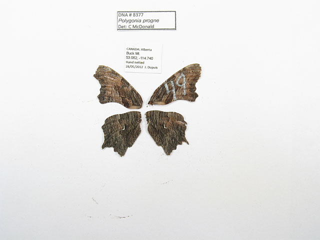 Journal Article - Genomics-informed species delimitation to support ...