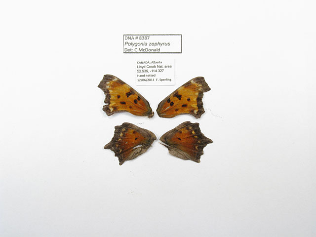 Journal Article - Genomics-informed species delimitation to support ...