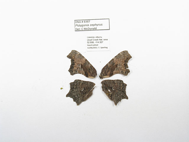 Journal Article - Genomics-informed species delimitation to support ...