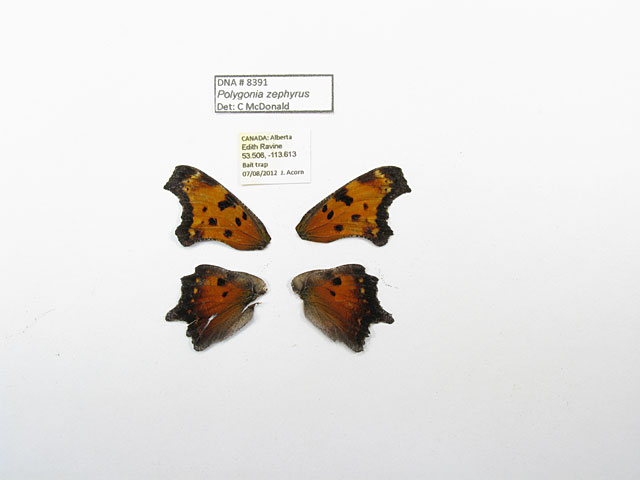 Journal Article - Genomics-informed species delimitation to support ...