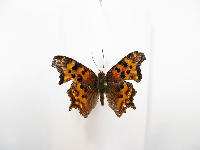 Journal Article - Genomics-informed species delimitation to support ...