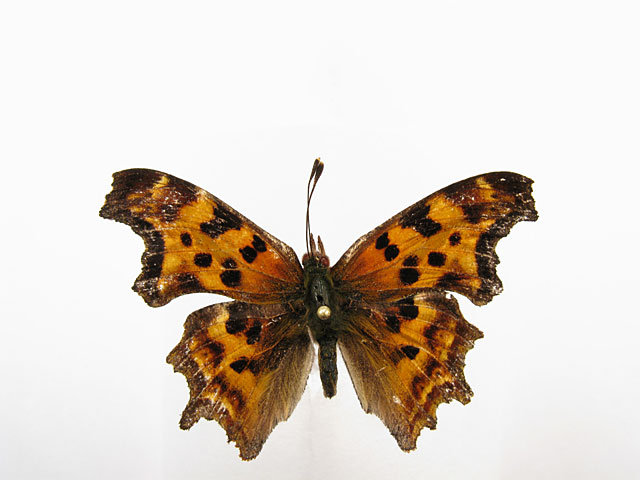 UASM370140 - Polygonia satyrus - University of Alberta Museums Search Site