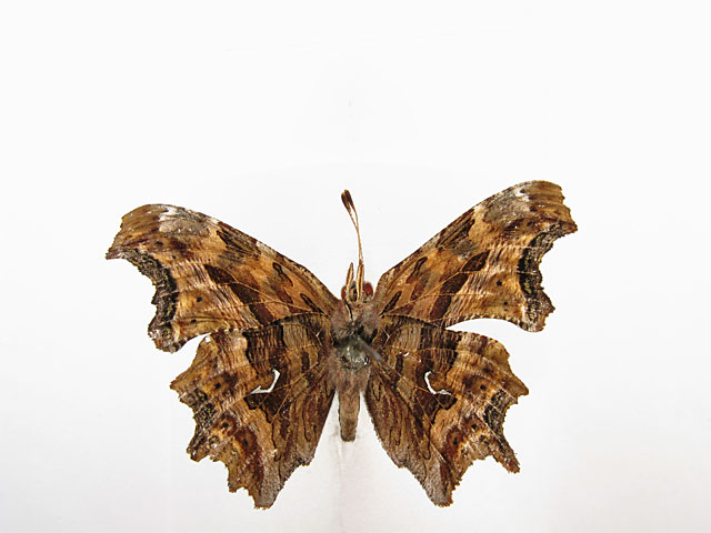 UASM370140 - Polygonia satyrus - University of Alberta Museums Search Site