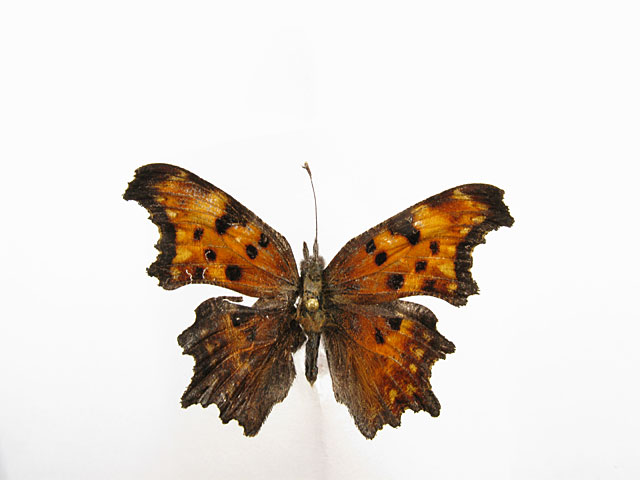 UASM370206 - Polygonia gracilis - University of Alberta Museums Search Site