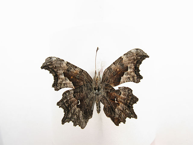 UASM370206 - Polygonia gracilis - University of Alberta Museums Search Site