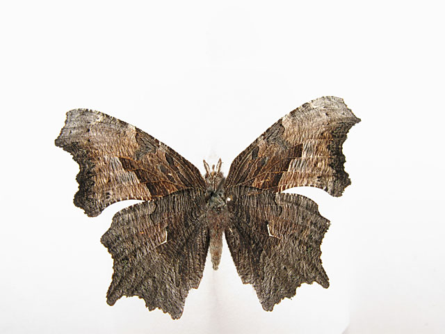 UASM370222 - Polygonia progne - University of Alberta Museums Search Site