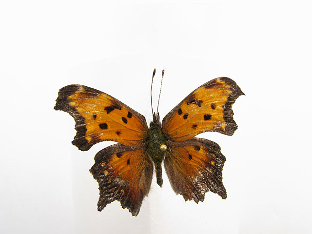 UASM370225 - Polygonia progne - University of Alberta Museums Search Site
