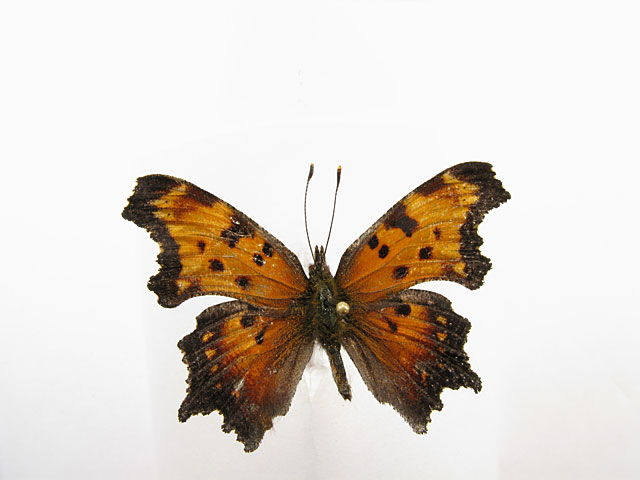 UASM370230 - Polygonia progne - University of Alberta Museums Search Site