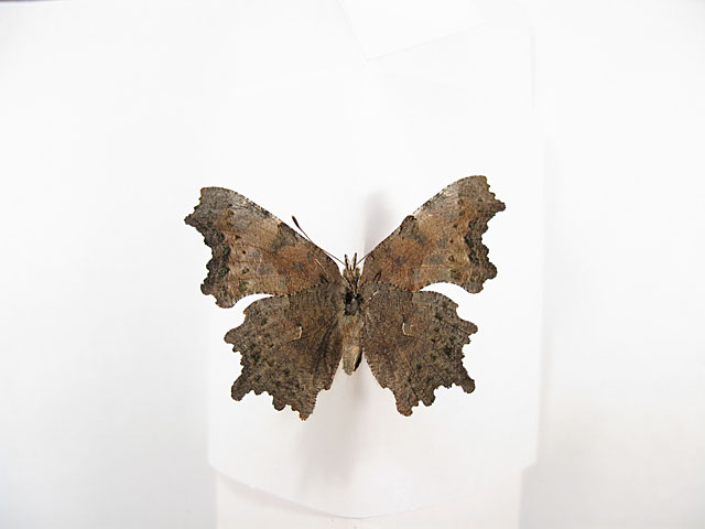 UASM370245 - Polygonia faunus - University of Alberta Museums Search Site