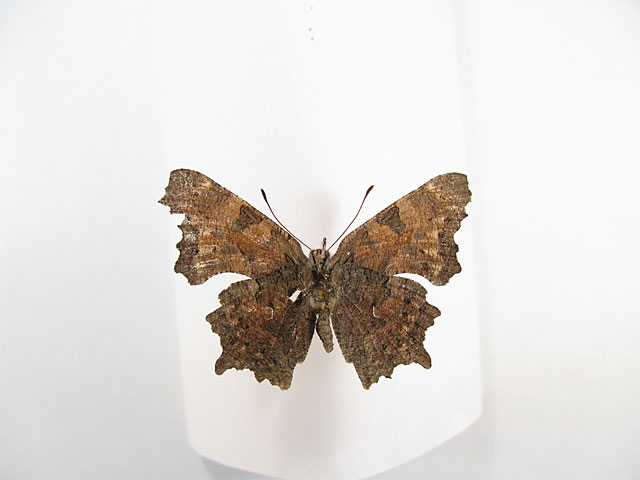 Journal Article - Genomics-informed species delimitation to support ...