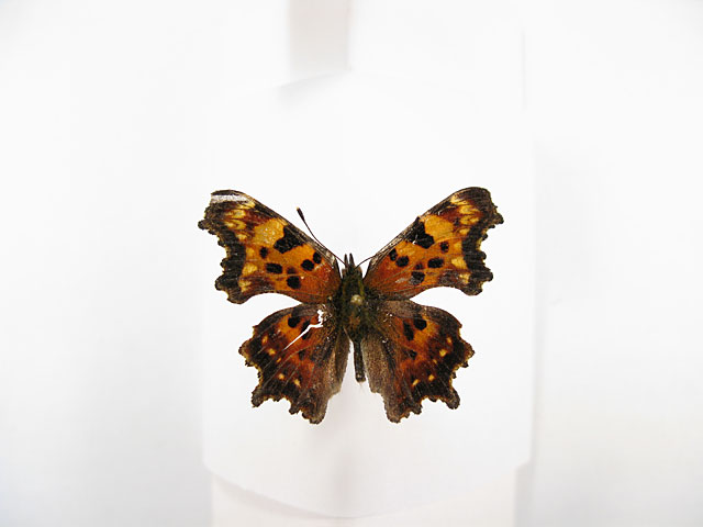 Journal Article - Genomics-informed species delimitation to support ...