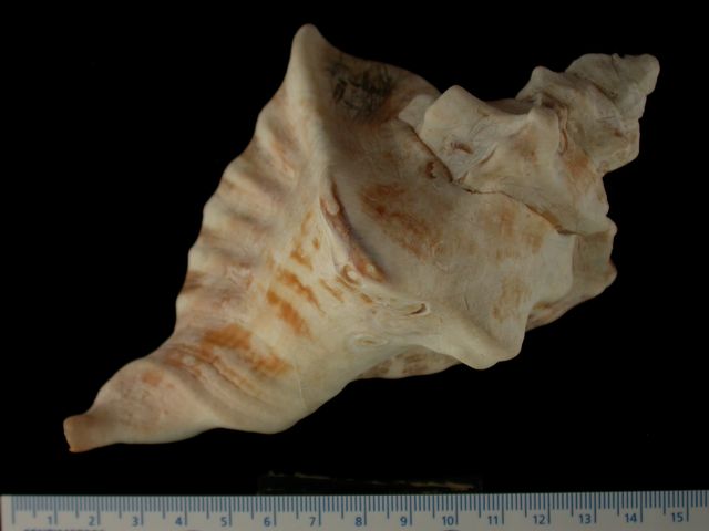 JVE-M-938 - Cymatium ranzanii - University of Alberta Museums Search Site