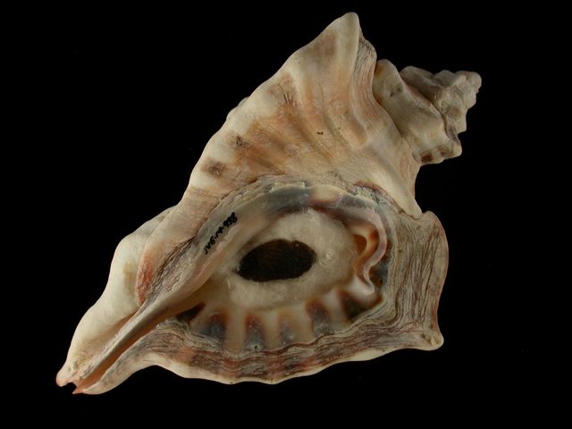 JVE-M-938 - Cymatium ranzanii - University of Alberta Museums Search Site