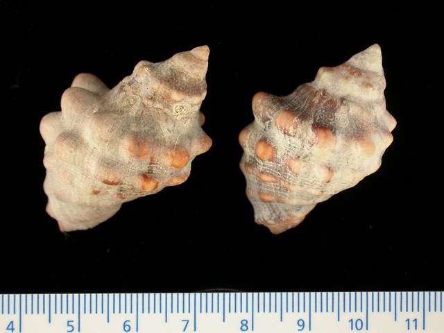 JVE-M-1604 - Thais capensis - University of Alberta Museums Search Site