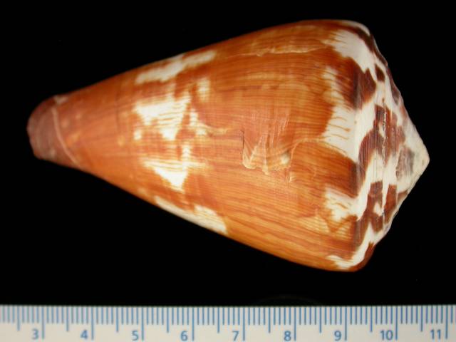 JVE-M-2420 - Conus vexillum - University of Alberta Museums Search Site