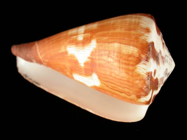 JVE-M-2420 - Conus vexillum - University of Alberta Museums Search Site