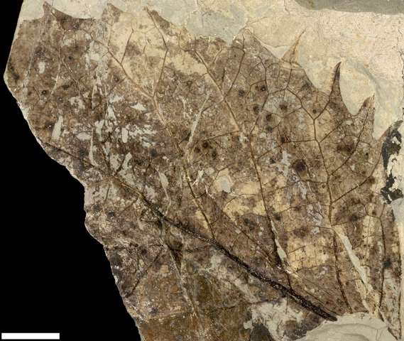 PB-S12089 - Wardiaphyllum daturaefolium - University of Alberta Museums ...