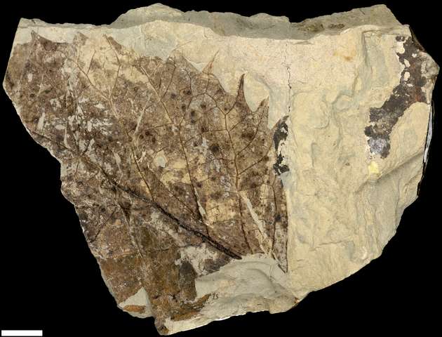 PB-S12089 - Wardiaphyllum daturaefolium - University of Alberta Museums ...