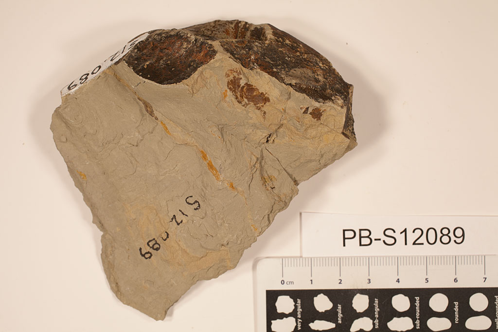 PB-S12089 - Wardiaphyllum daturaefolium - University of Alberta Museums ...