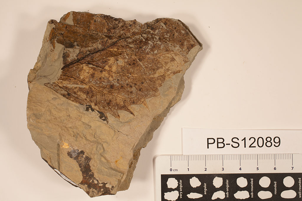 PB-S12089 - Wardiaphyllum daturaefolium - University of Alberta Museums ...