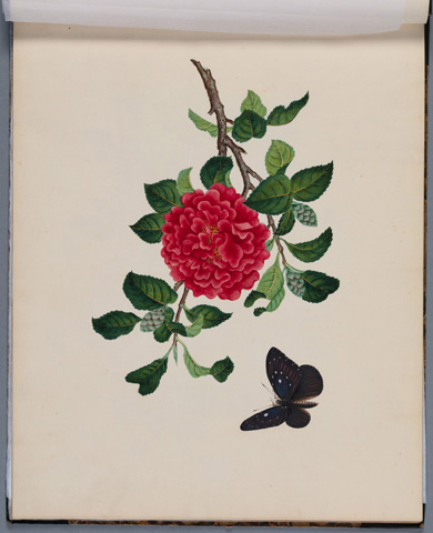 2004.19.3.7 - Album Leaf from Insects - University of Alberta Museums ...