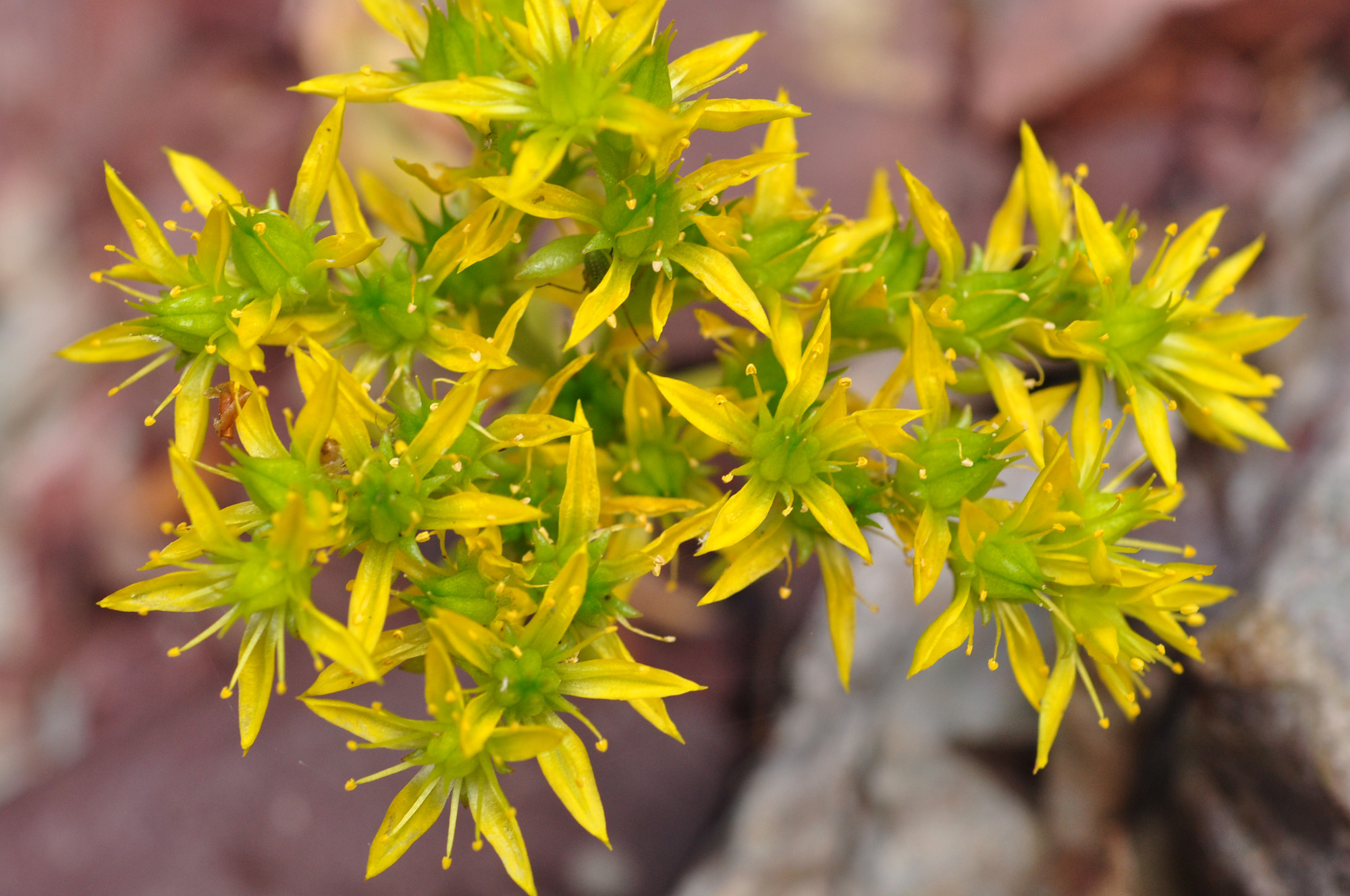 Sedum lanceolatum Torr. - University of Alberta Museums Search Site