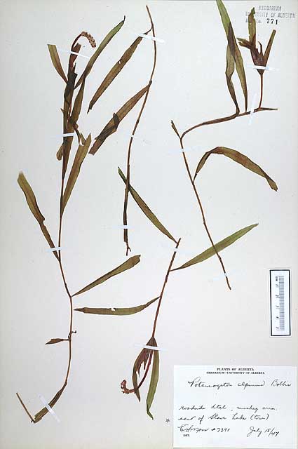 771 - Potamogeton alpinus Balbis - University of Alberta Museums Search ...