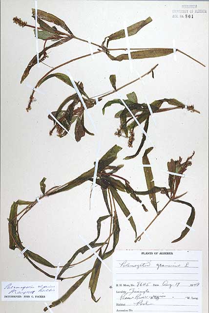 801 - Potamogeton alpinus Balbis - University of Alberta Museums Search ...