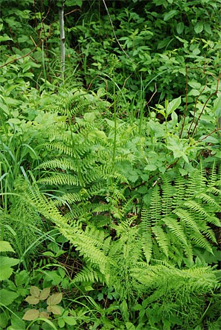 Athyrium filix-femina (L.) Roth - University of Alberta Museums Search Site