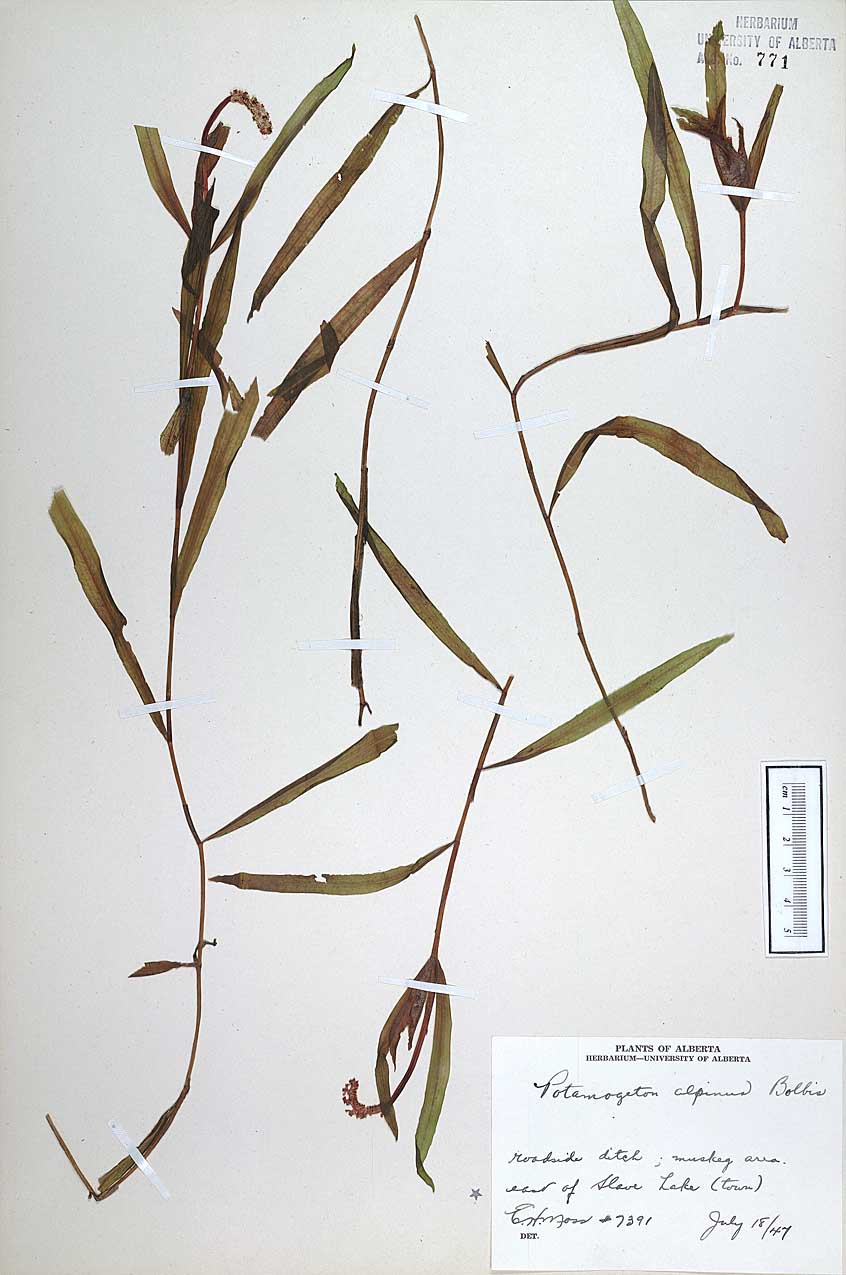 771 - Potamogeton alpinus Balbis - University of Alberta Museums Search ...