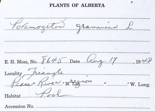 801 - Potamogeton alpinus Balbis - University of Alberta Museums Search ...