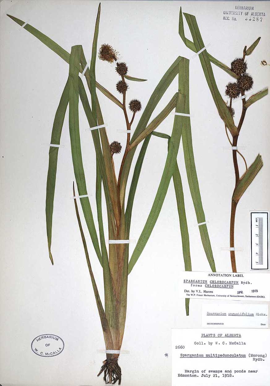 33287 - Sparganium emersum Rehmann - University of Alberta Museums ...